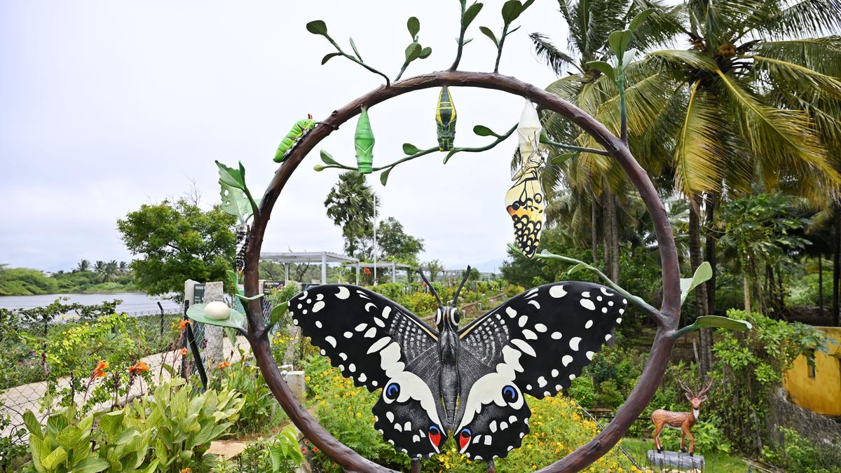 Vellalore Lake in Coimbatore is now home to city’s first Butterfly Park - The Hindu